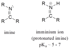 7.6 Acid-Base Properties of Nitrogen-Containing Functional Groups ...