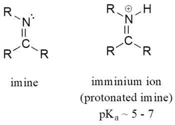 7.6 Acid-Base Properties of Nitrogen-Containing Functional Groups ...